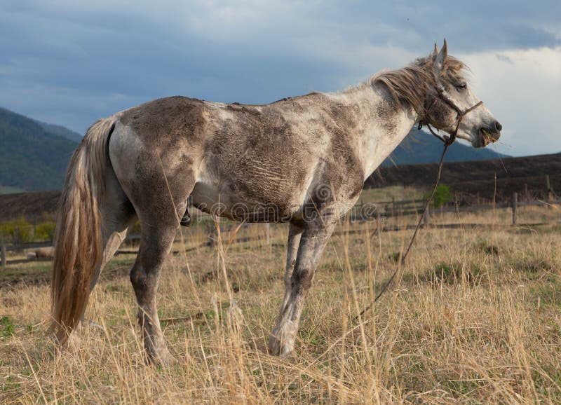 Dirty white horse stock photo. Image of hobby, equestrian - 27265146