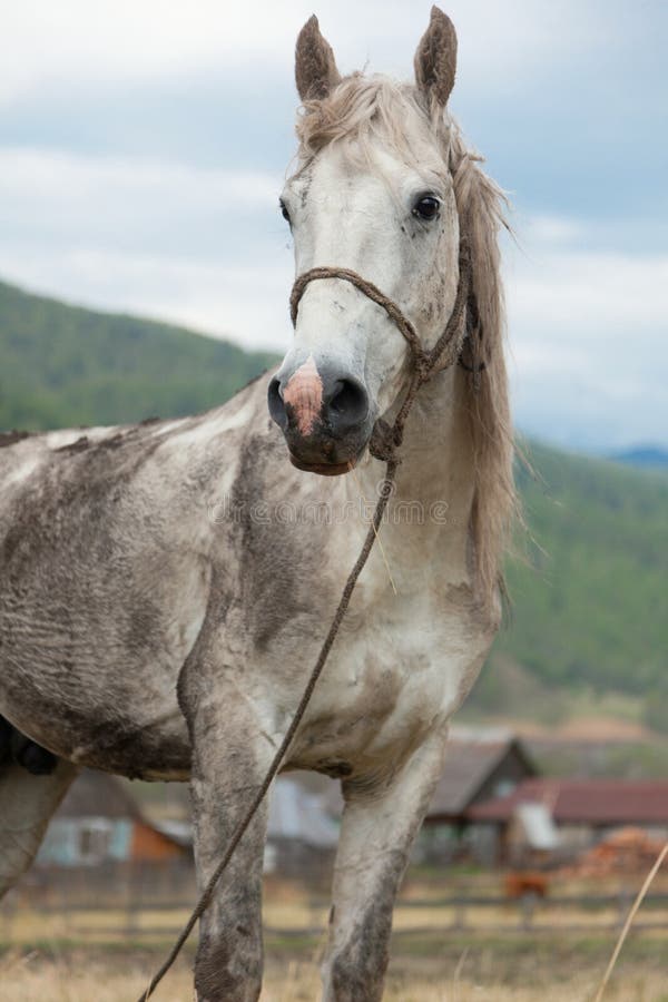 Dirty white horse sta stock image. Image of agriculture - 27265147