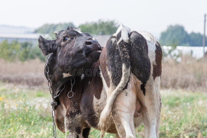 Dirty Young Bull Licking Himself Stock Photo - Image of country, black ...