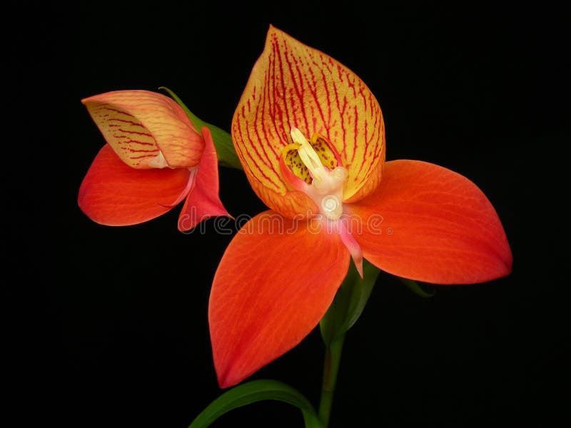 Disa uniflora Orchid stock image. Image of africa, plant - 8529581