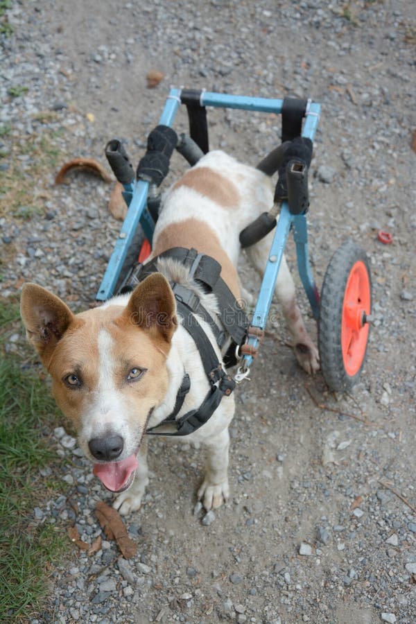 Disable Dog in a Wheelchair on Ground Stock Photo - Image of support ...