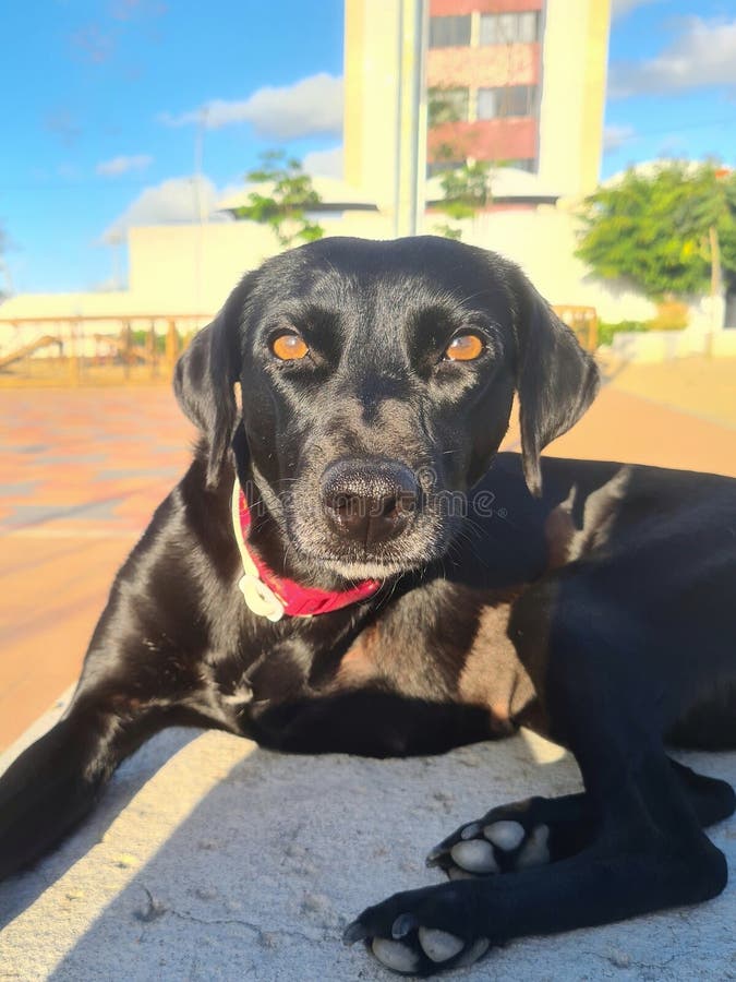 Disabled Animal Sunbathing in the Afternoon in a Square Stock Photo ...