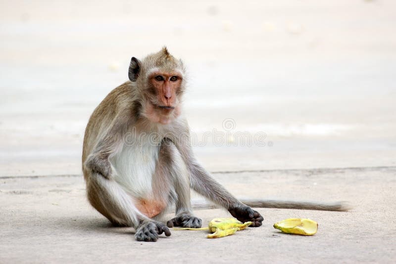 The Disabled Monkey in City of India Stock Image - Image of animals ...