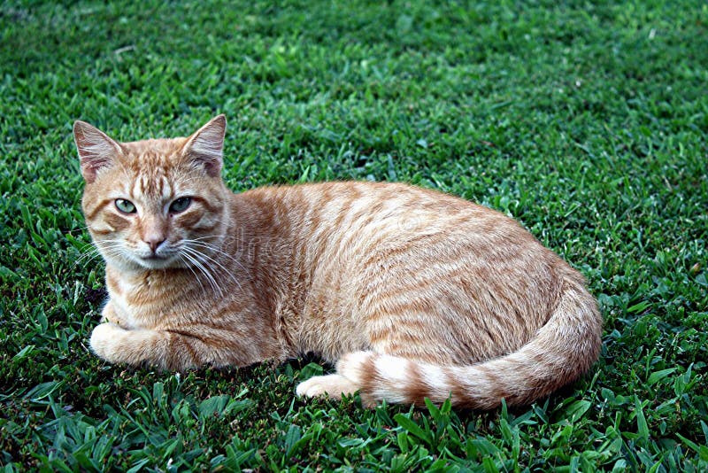 Disapproving Cat stock photo. Image of kitty, yellow - 43868862