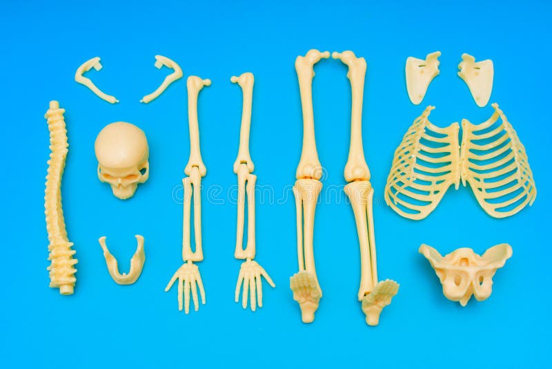 Disassembled Human Skeleton on Blue Background Stock Photo - Image of ...