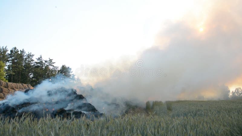 Disaster for the Farmer, a Fire on a Wheat Field Stock Video - Video of ...