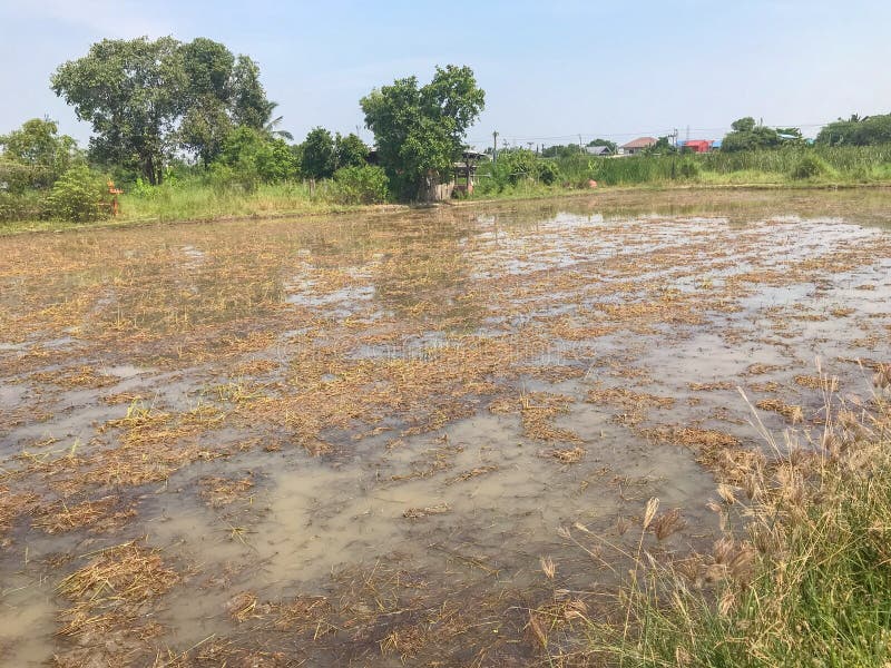 Disaster Flood in Rice Field Stock Photo - Image of nature, farm: 112340362