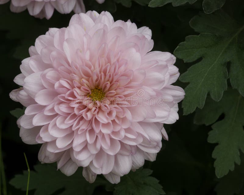 Disbud mum stock photo. Image of flowers, backyard, garden - 49727288