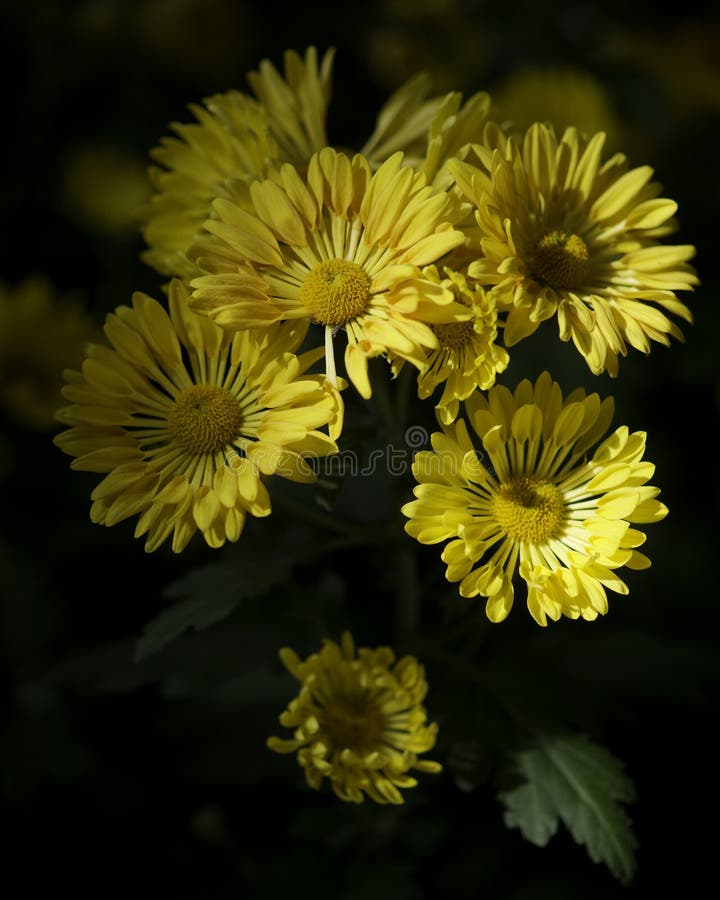 Disbud mum stock image. Image of flower, gardening, flowers - 49583341