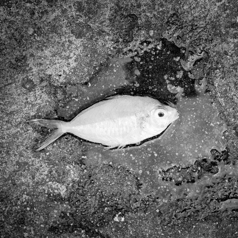 Discard Small Fish on Dark Concrete Background. Black and White Stock ...
