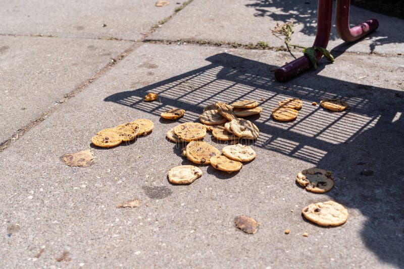 Discarded Chocolate Chip Cookies on the Ground at the Minnesota State ...