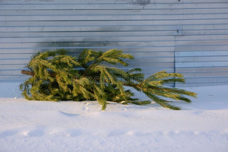 Discarded Christmas Tree in Snow after Christmas Holidays Stock Image ...