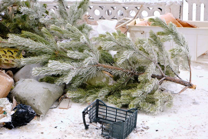 Discarded Christmas Tree in the Trash after the Holiday Stock Photo ...