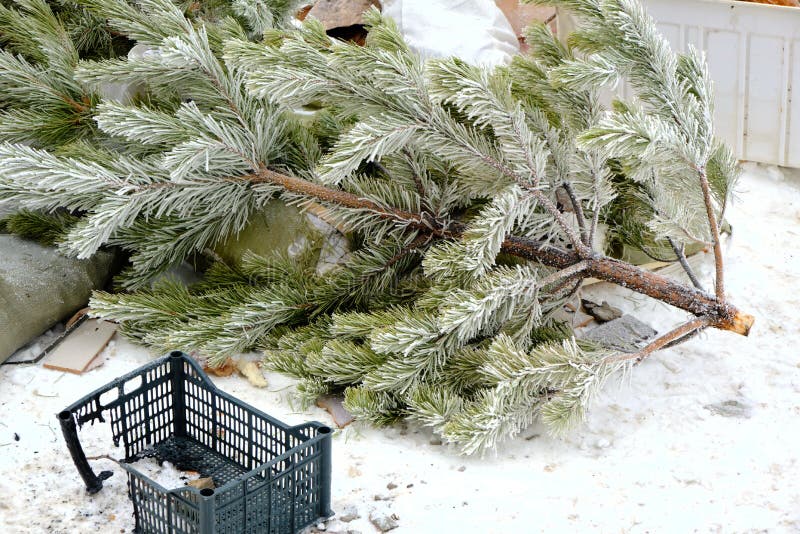 Discarded Christmas Tree in the Trash after the Holiday Stock Photo ...