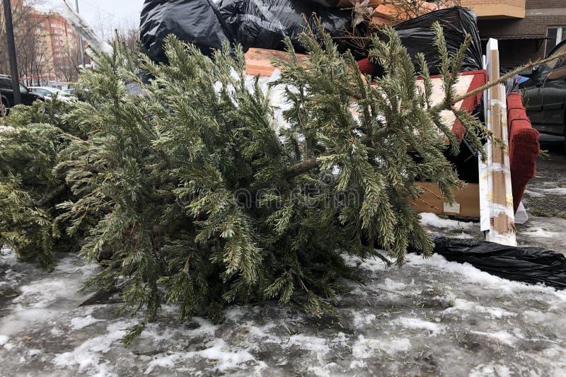Discarded Christmas Trees in the Trash after the Holidays Stock Photo ...