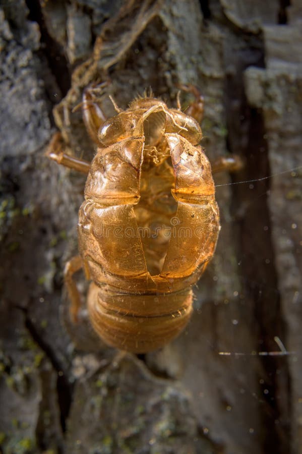Discarded Cicada Shell Left Empty on Tree Bark, in Pennsylvania, PA ...