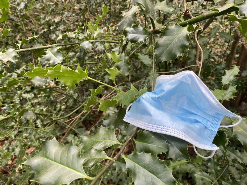 Discarded Face Mask Caught in a Tree Stock Image - Image of garden ...