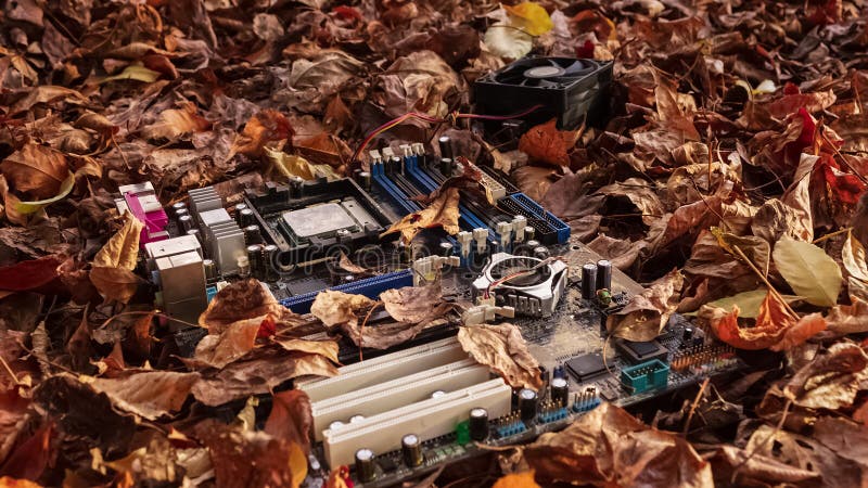 Discarded Faulty Motherboard in Fall Foliage Stock Photo - Image of ...