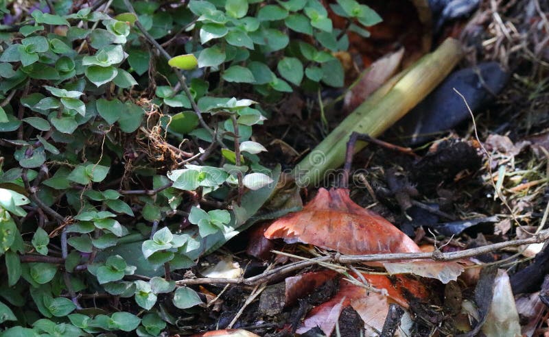 DISCARDED GROUND COVERING GROWING on COMPOST HEAP Stock Photo - Image ...