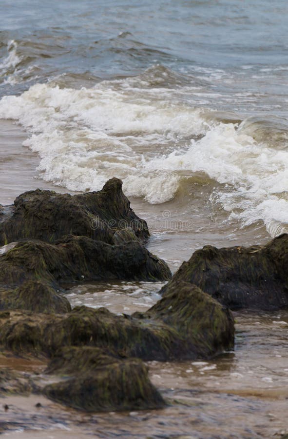 Discarded Sea Mud on the Shore of the Baltic Sea Stock Image - Image of ...