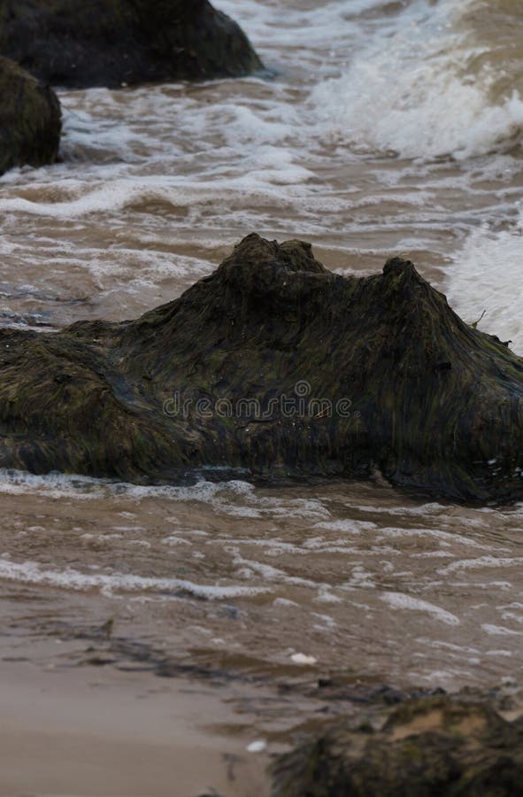 Discarded Sea Mud on the Shore of the Baltic Sea Stock Photo - Image of ...