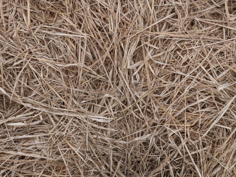 Background of Rice Straw Piled Up on the Ground Stock Photo - Image of ...
