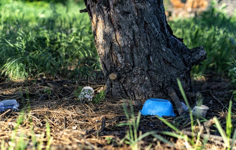 Discarded Trash in the Park Stock Photo - Image of afternoon, park ...