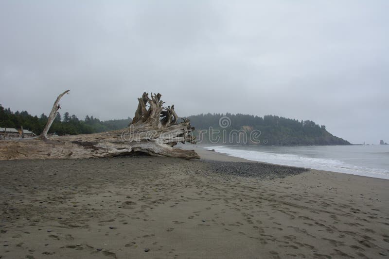 Discarded Tree on the Beach of La Push, Washington USA Stock Photo ...