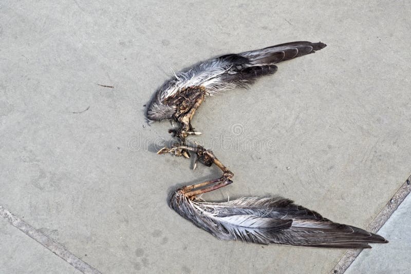 Discarded Wings stock photo. Image of bristol, britain - 199262006