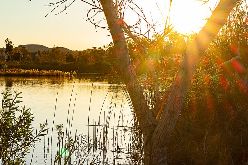 Disciduous Bare Tree and Shrubbery with Sun Rays and Glow Stock Image ...