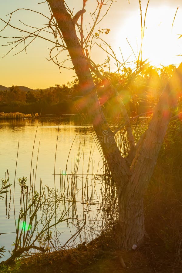 Disciduous Bare Tree and Shrubbery with Sun Rays and Glow Stock Image ...