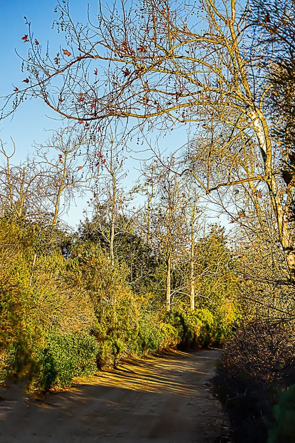 Disciduous Bare Tree and Shrubbery with Sun Rays and Glow and Shadows ...