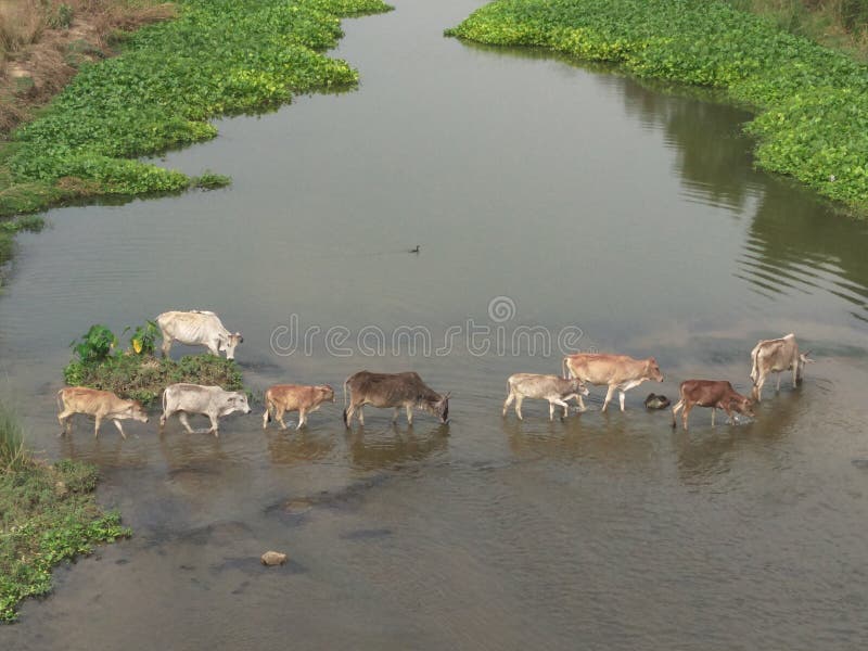 Discipline stock photo. Image of mammals, green, domestic - 114182128