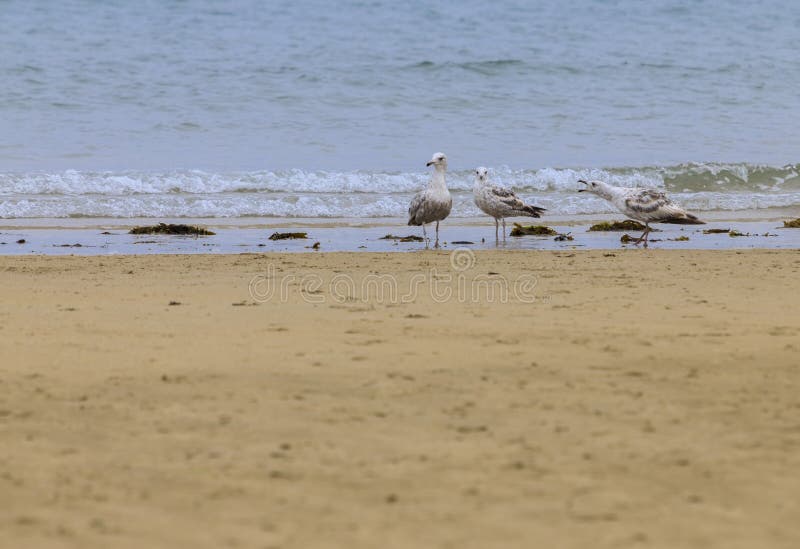 Disclaimer of 3 Seagulls Laridae Stock Image - Image of fight, bird ...