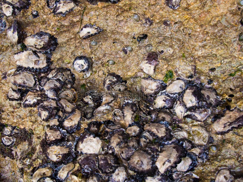 Oyster Shells on Rock stock photo. Image of textures - 12109936