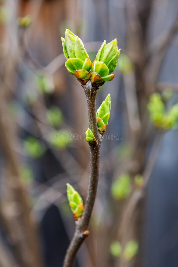 Disclosure of Buds on a Tree of Lilac Stock Image - Image of leaf, open ...