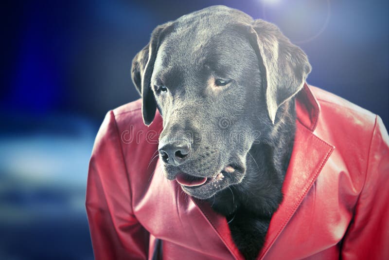 Disco Dancing Chocolate Labrador Stock Photo - Image of 1970s, club ...