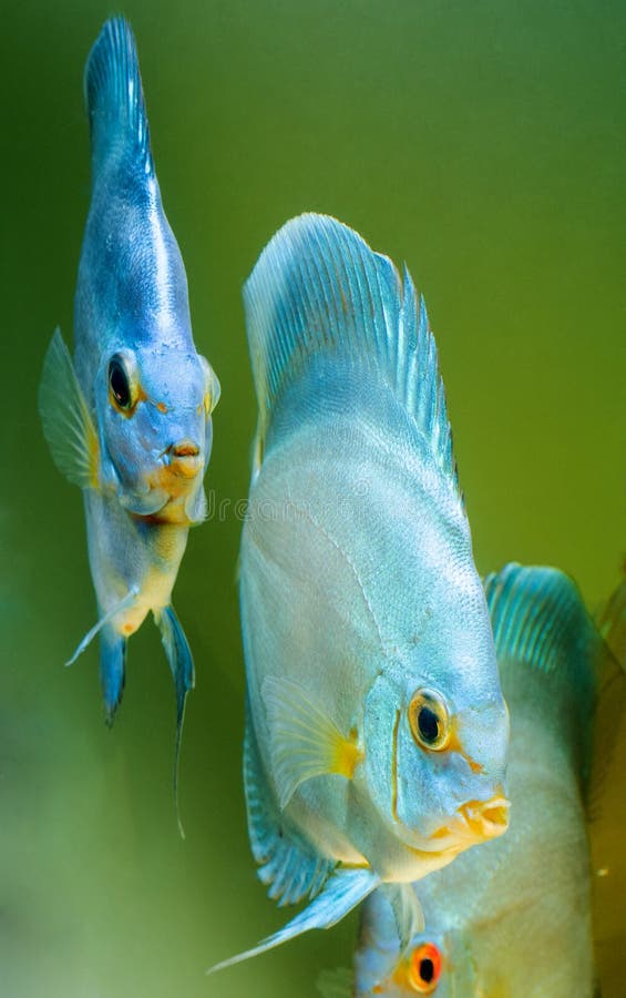 Disco Fish Blue Diamond Eats Artemisia from the Hand of Man Stock Image ...