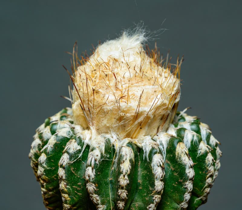 Discocactus Horstii - Cactus with Cephalium in Botanical Collection ...