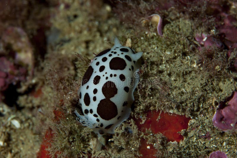 Discodoris Atromaculata Nudibranch Stock Photo - Image of location ...
