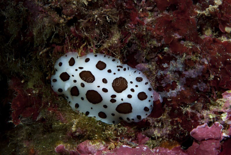 Discodoris Atromaculata Nudibranch Stock Photo - Image of mollusc ...