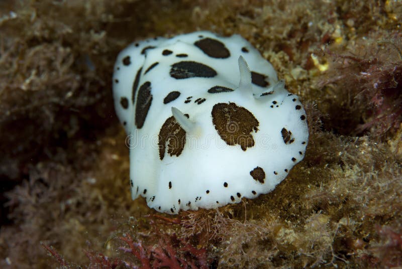 Discodoris Atromaculata Nudibranch Stock Image - Image of atromaculata ...