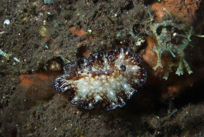 Discodoris Boholiensis Nudibranch Stock Image - Image of macro ...