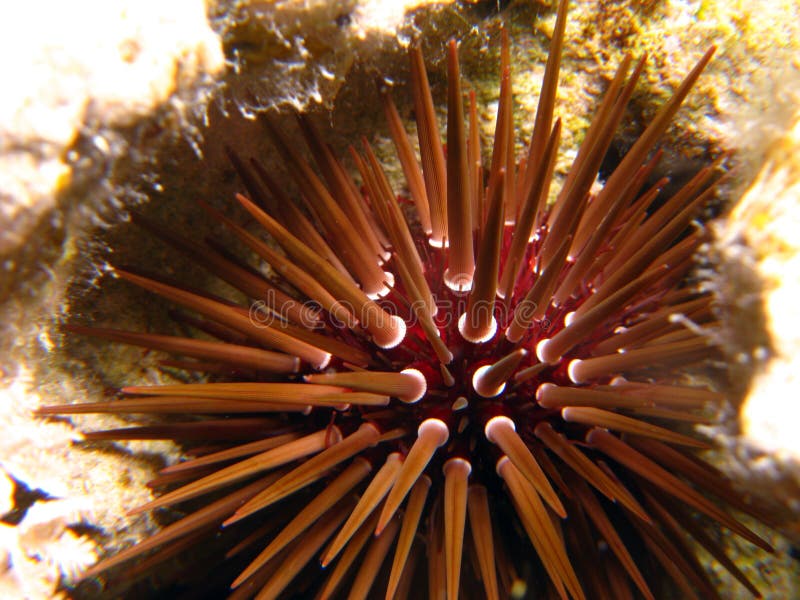 Discolo fotografia stock. Immagine di pesci, sabbia, subacqueo - 9378226