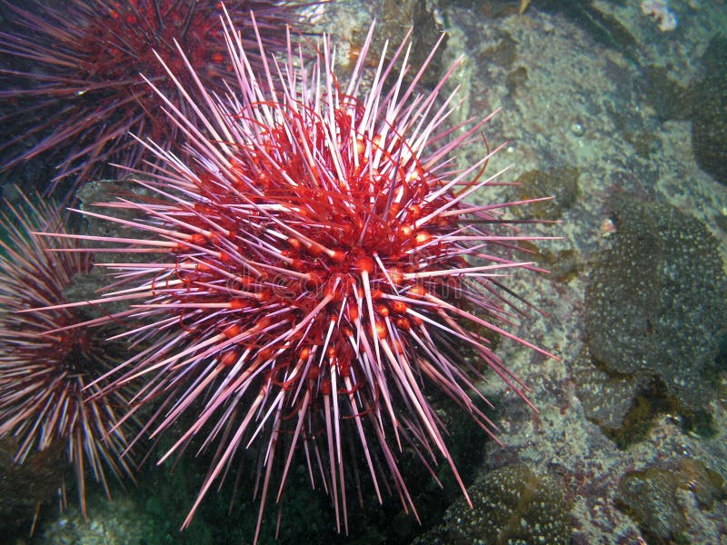 Discolo Del Mar Rosso (franciscanus Di Strongylocentrotus) Fotografia ...