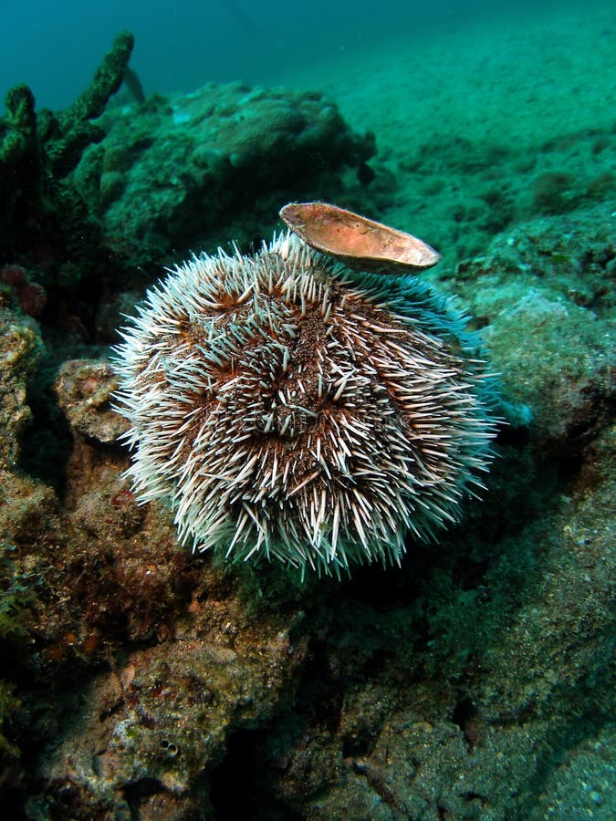 Discolo di mare immagine stock. Immagine di pavimento - 13119175