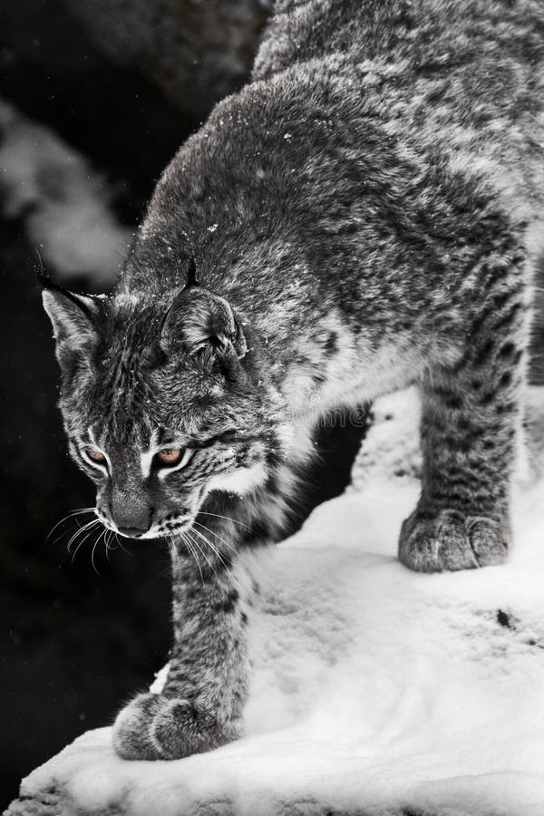 Discolored Cat Lynx with Yellow Eyes Walks Sideways and Down Cold Snow ...