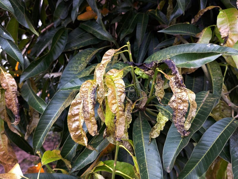 Dried Mango Leaf Brown Color Stock Photos - Free & Royalty-Free Stock ...