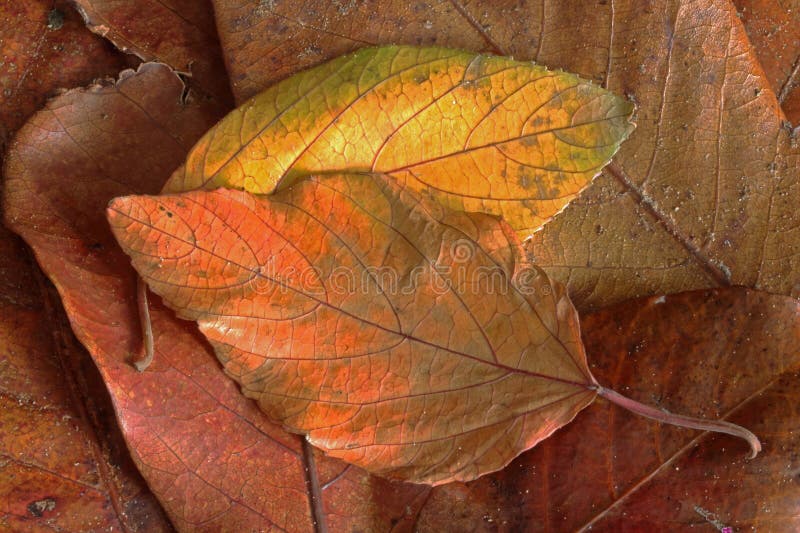 Discolored Yellow and Rust Leaves Layered Over Each Other Stock Photo ...