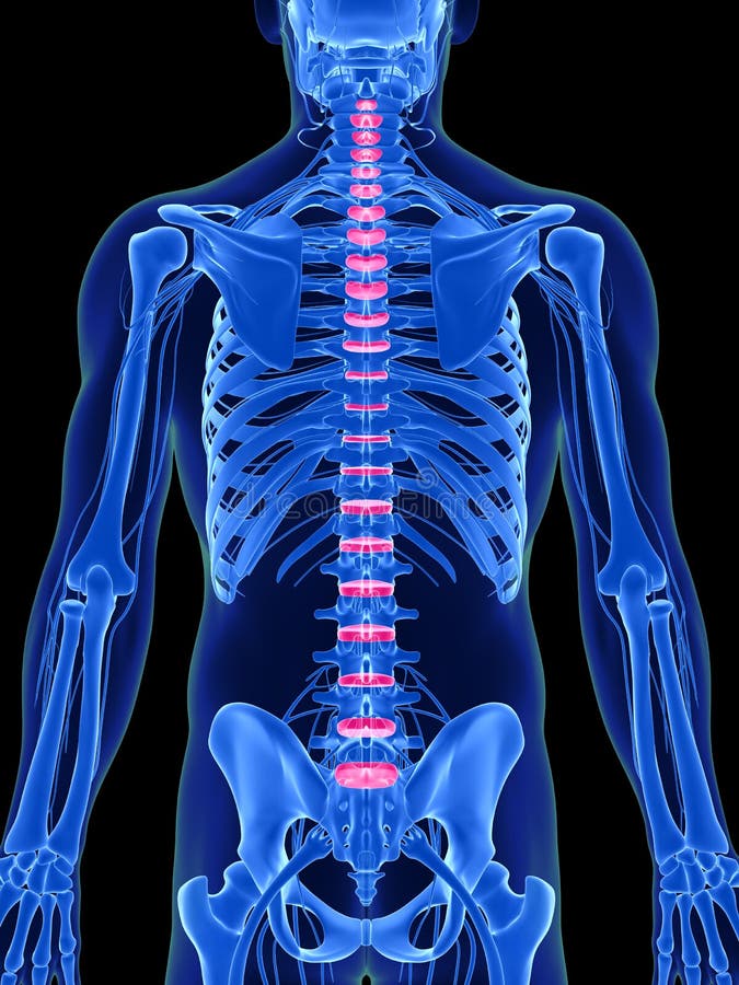 Discos intervertebrales stock de ilustración. Ilustración de cervical ...
